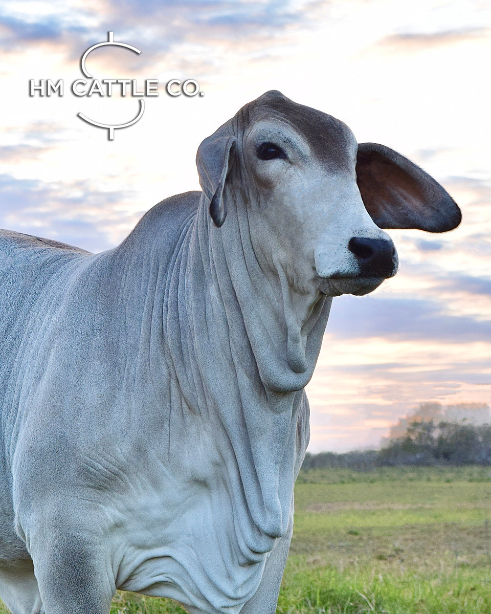 Registered Brahman Females For Sale – HM Cattle Company