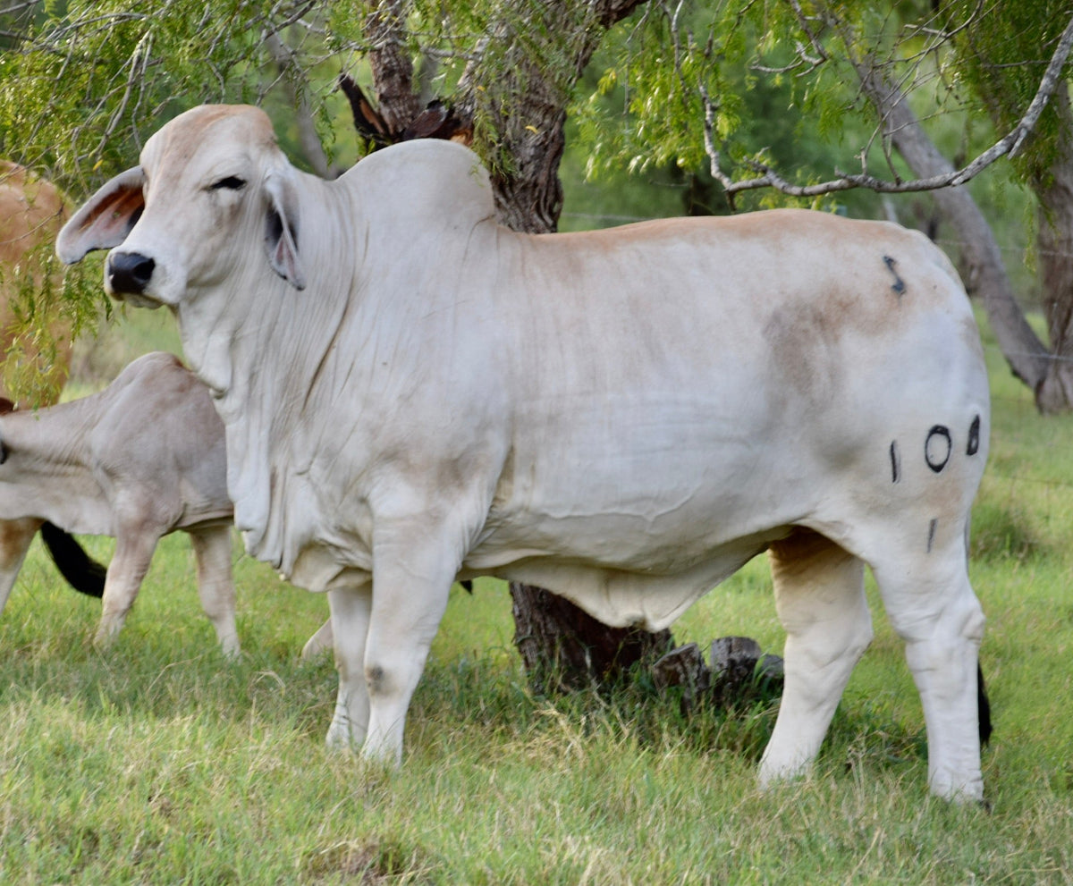 Miss HMC Polled 244/1 (P) – HM Cattle Company