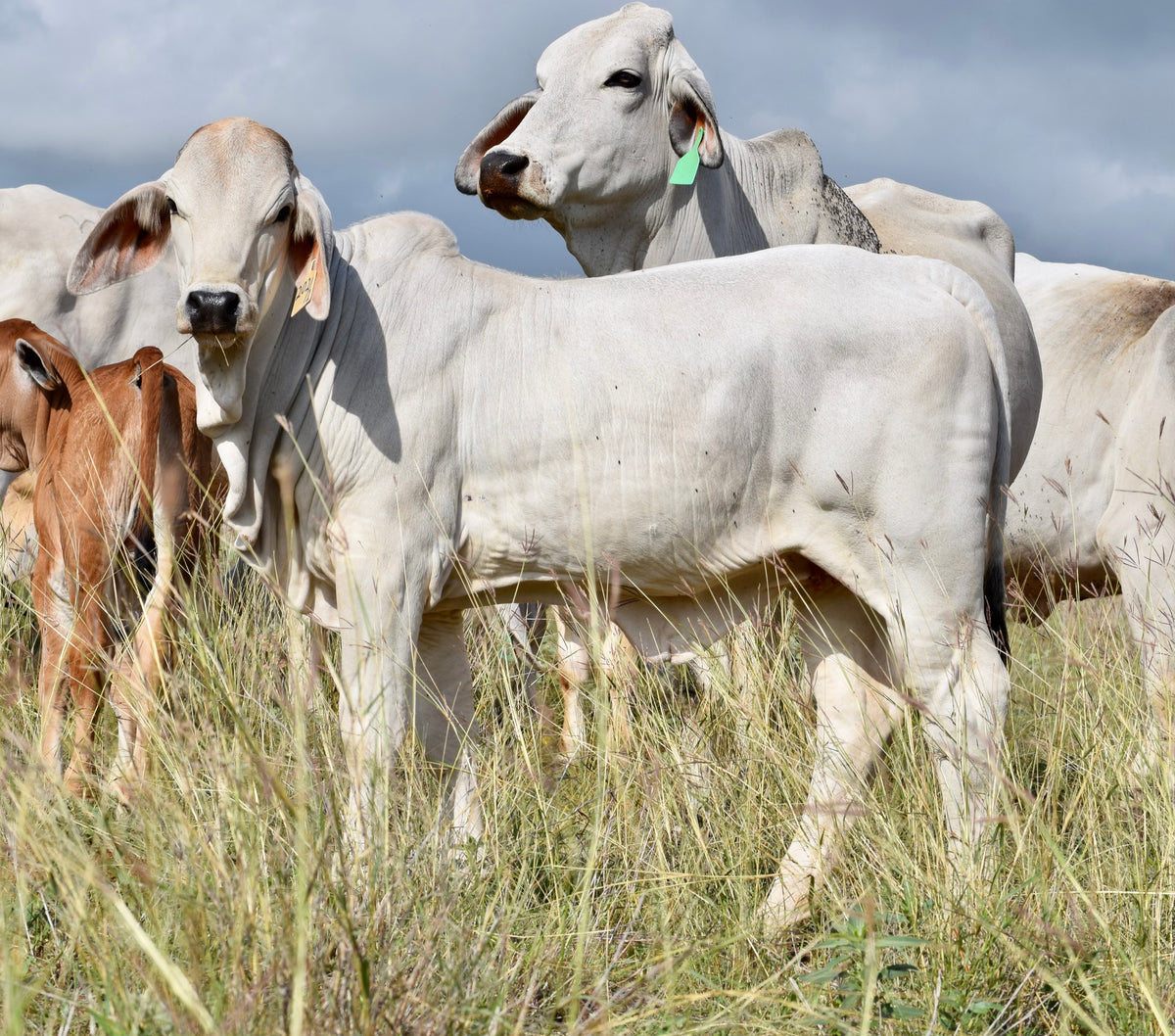 Miss HMC 202/1 – HM Cattle Company