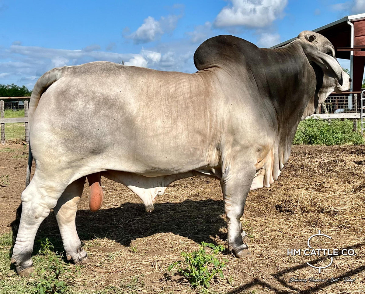 Mr. HMC Polled 204/1 (P) – HM Cattle Company