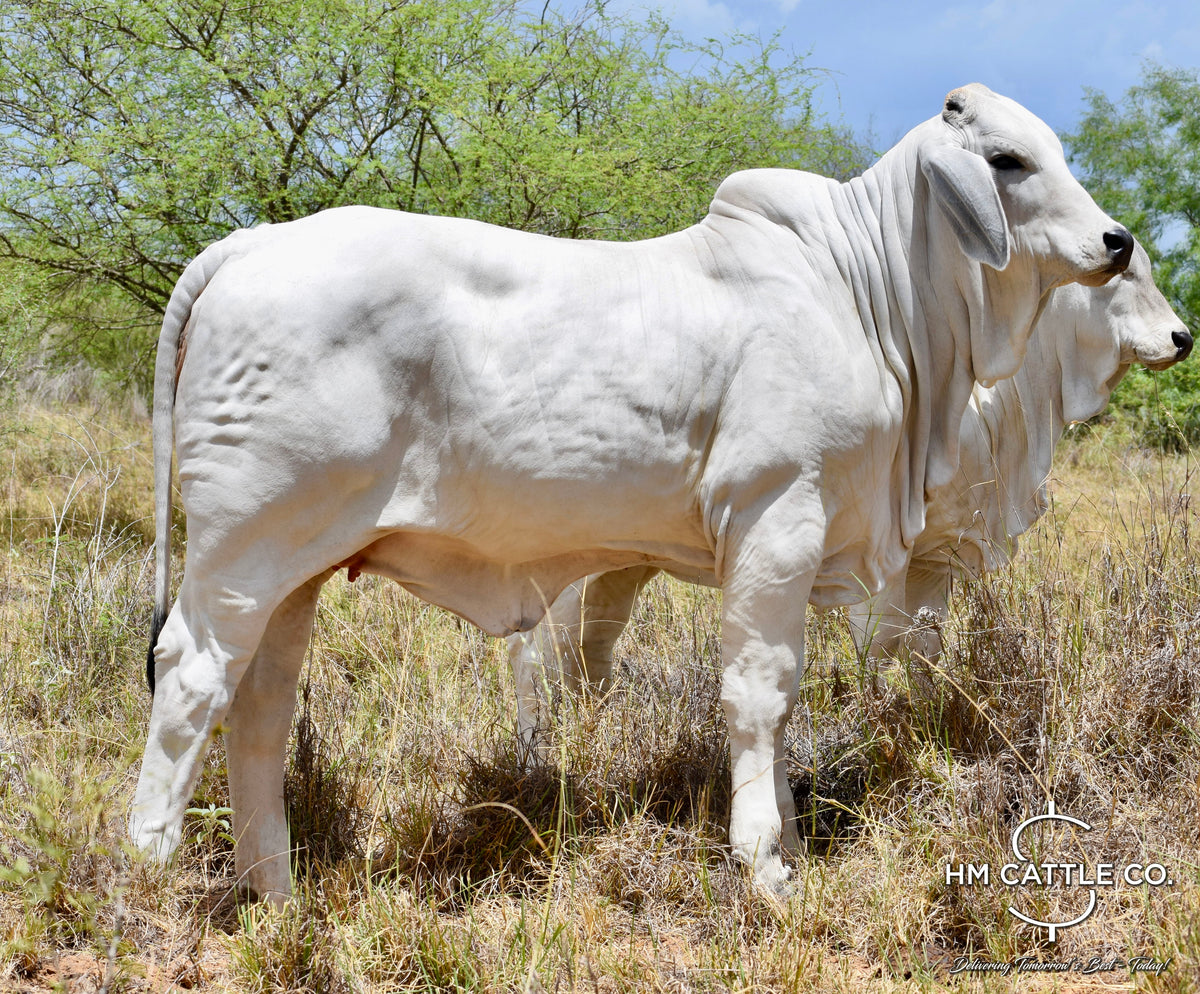 Brahman Package for Brian Cutsinger – HM Cattle Company