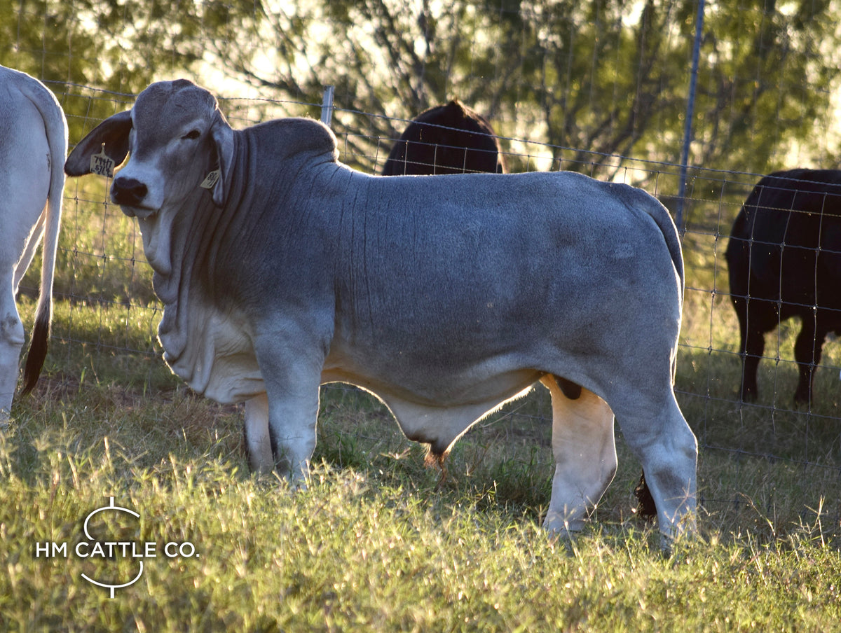 Mr. HMC Polled 88/1 (P) – HM Cattle Company