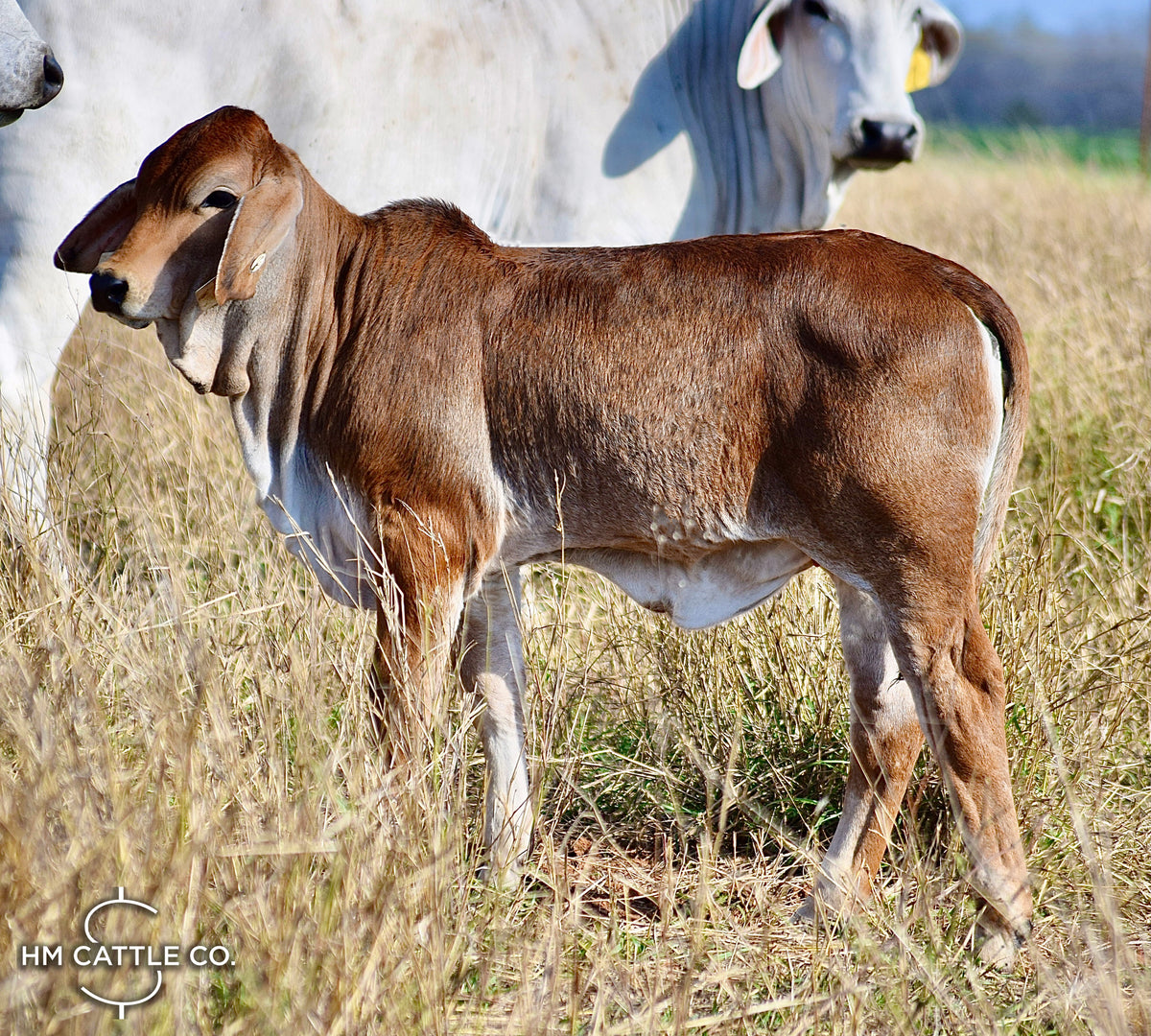 Miss HMC 133/1 – HM Cattle Company