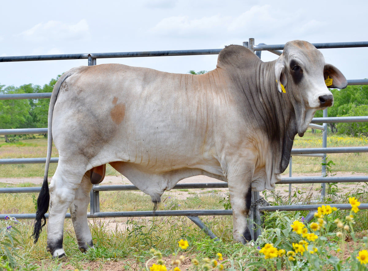 Miss HMC 133/1 – HM Cattle Company