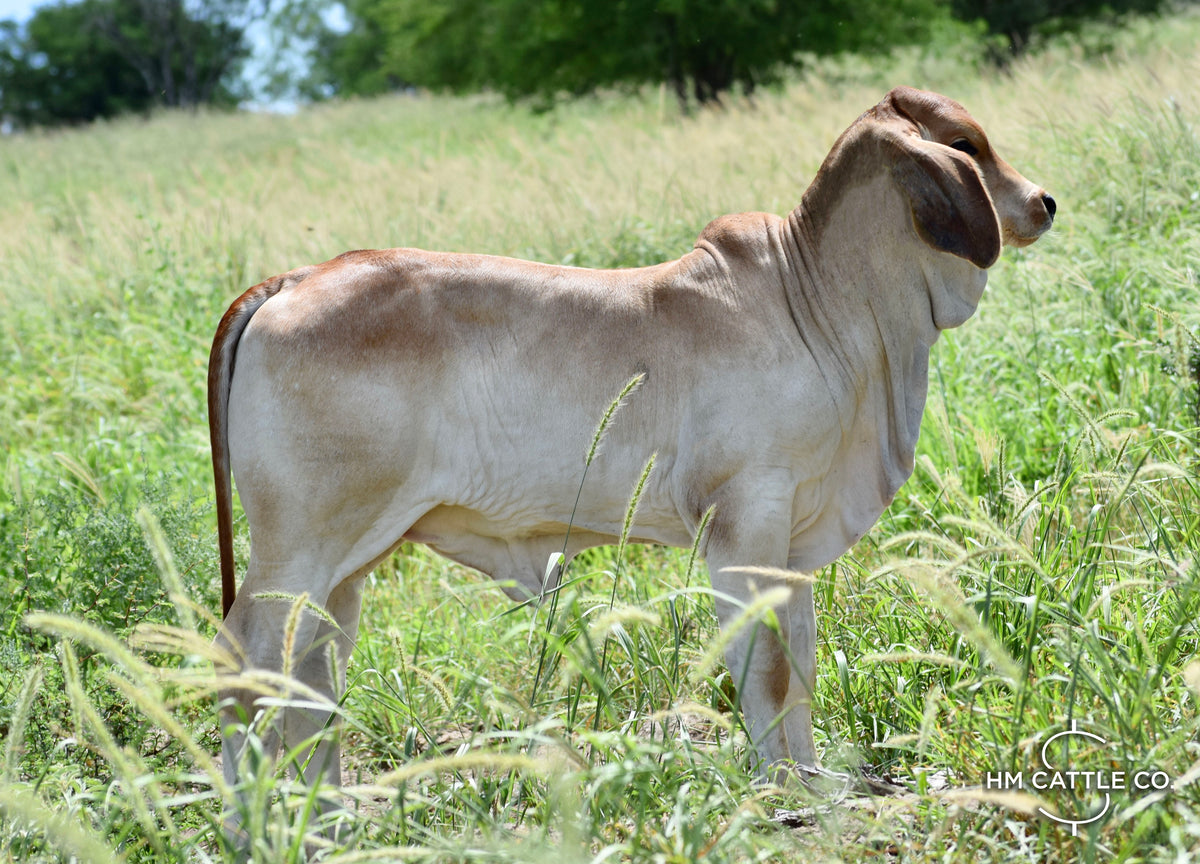 Miss HMC 104/1 (S) – HM Cattle Company