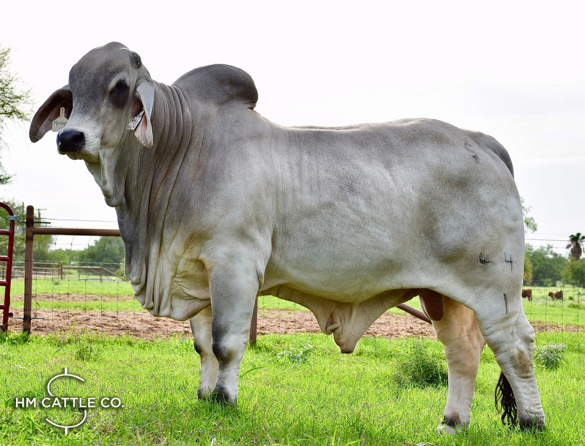 Miss HMC Polled 181/1 (P) – HM Cattle Company