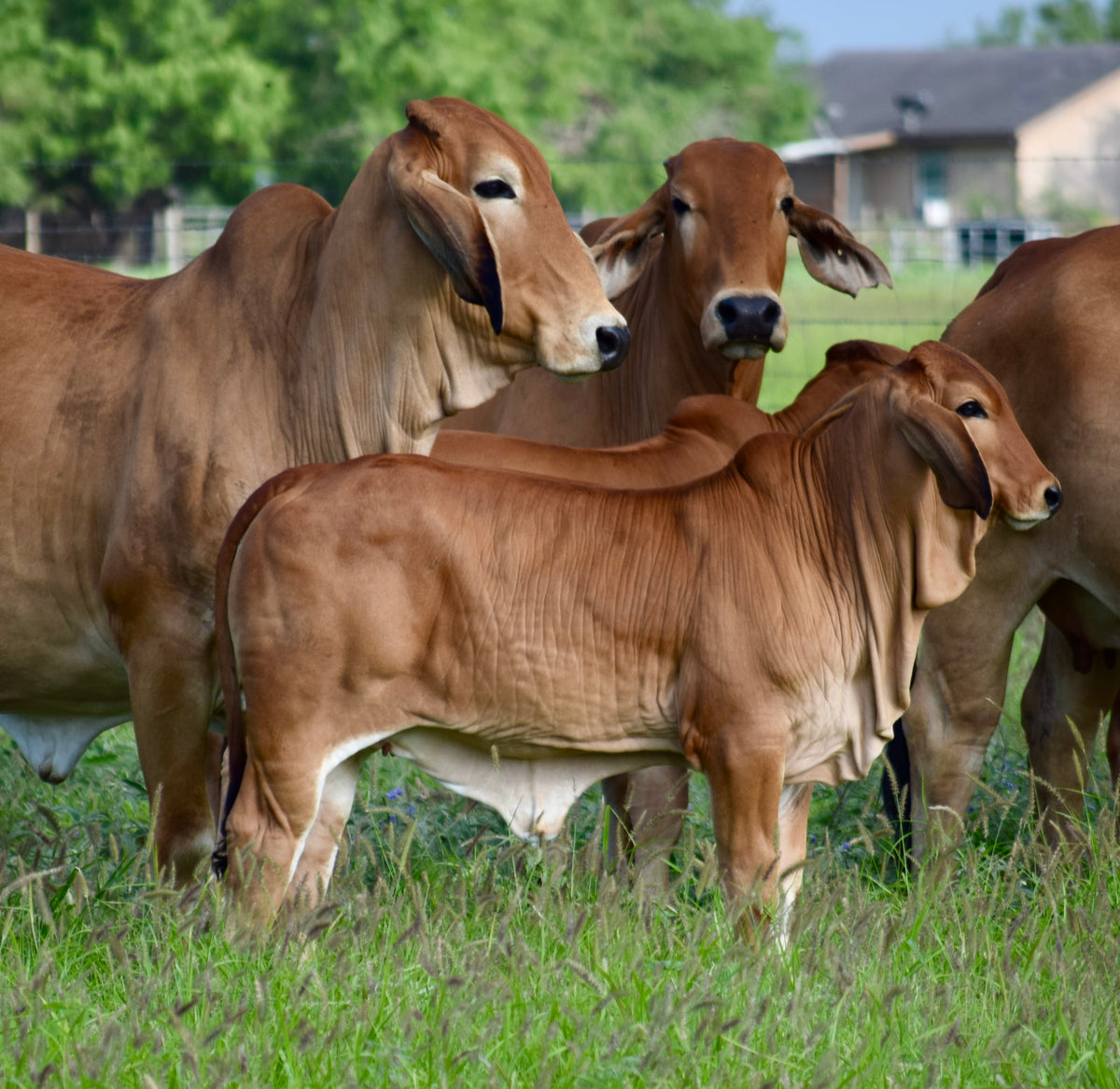 Miss HMC 172/1 – HM Cattle Company