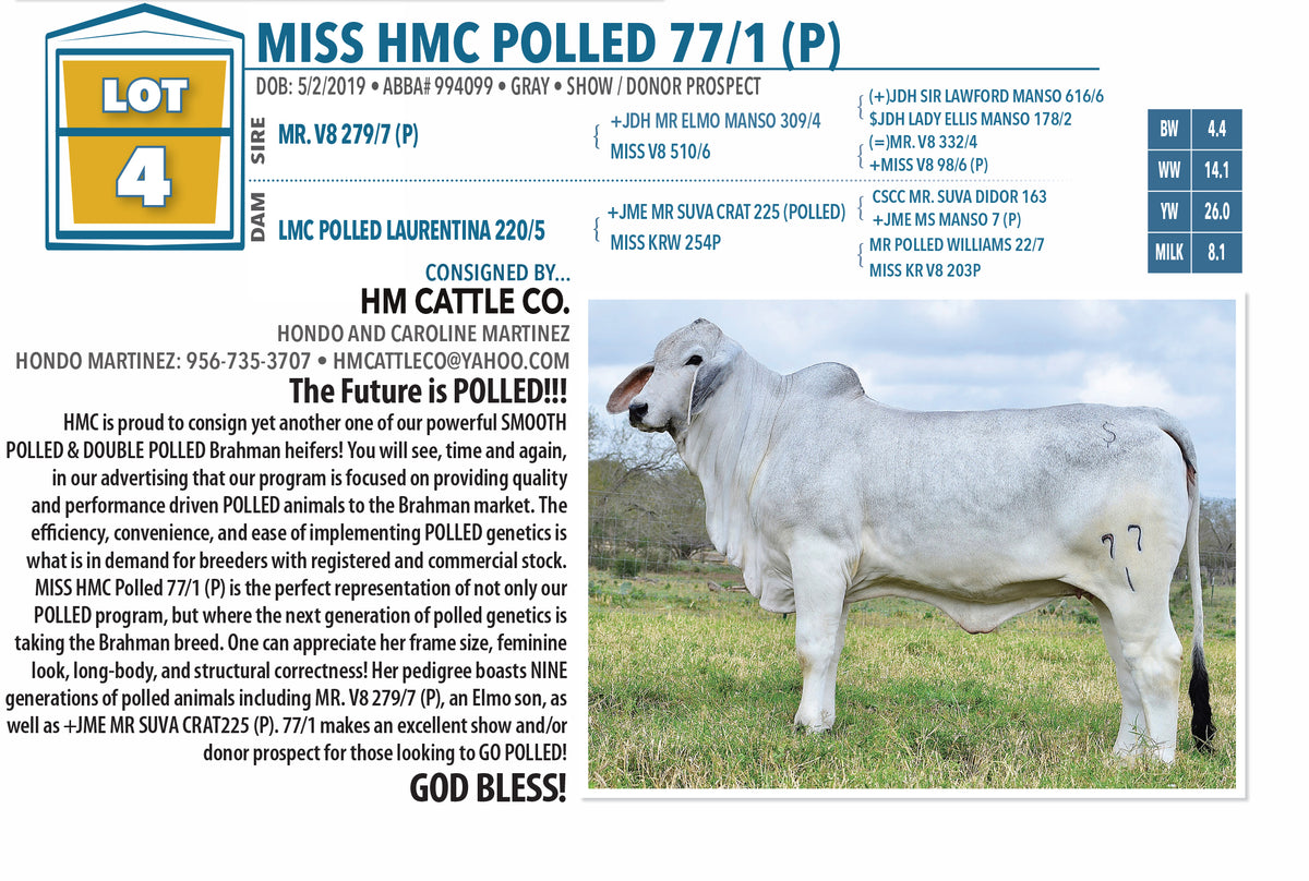 Miss HMC Polled 77/1 (P) – HM Cattle Company