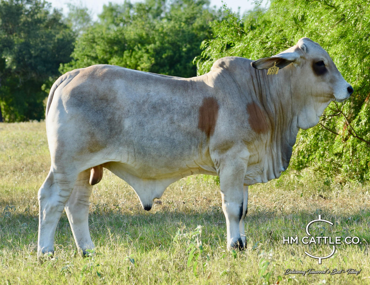Brahman Package for Brian Cutsinger – HM Cattle Company